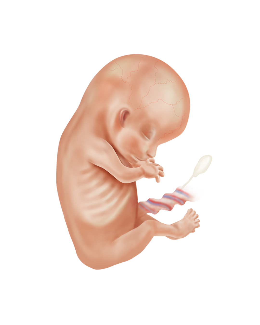 Baby development at week 12 | Learn more about the baby's development ...