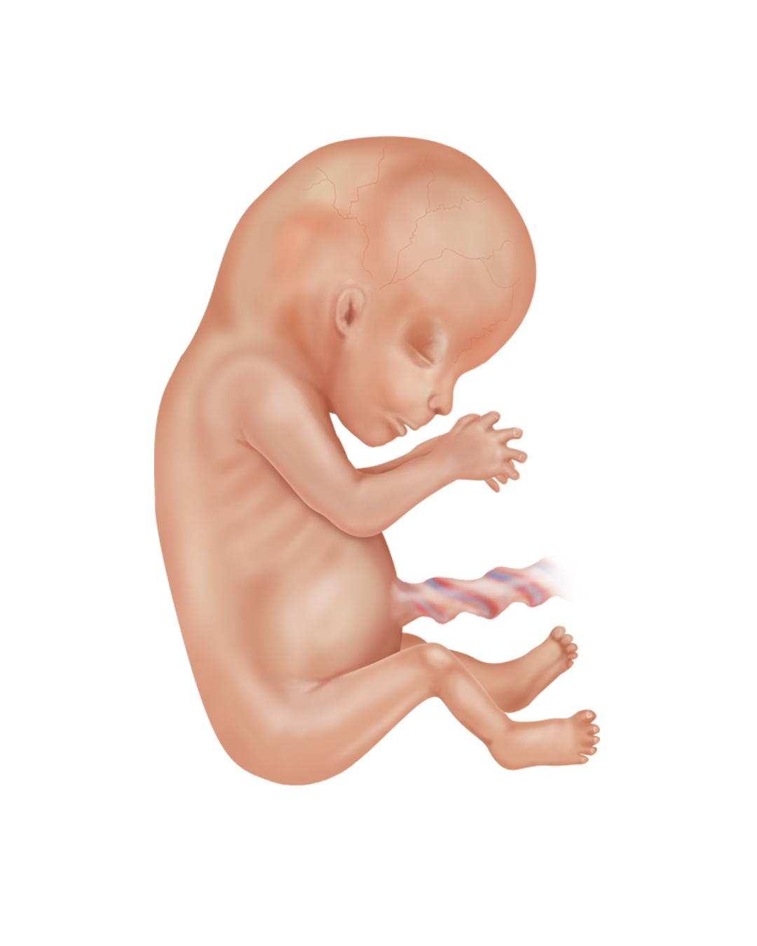 Baby development at week 14 | Learn more about the baby's development ...