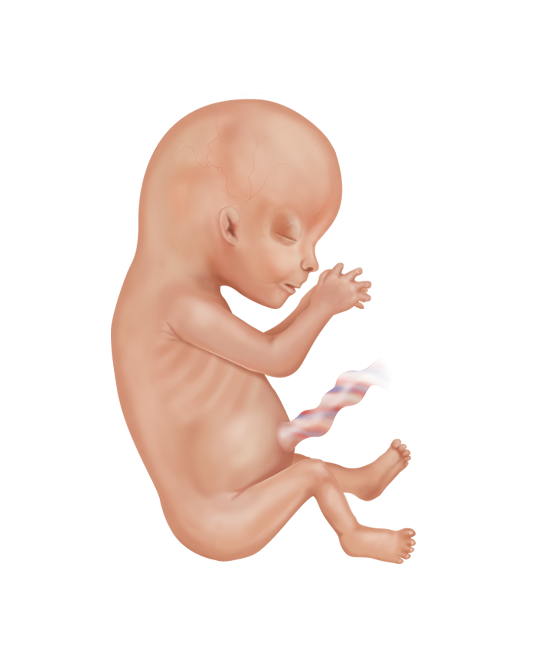 Baby development at week 15 | Learn more about the baby's development ...