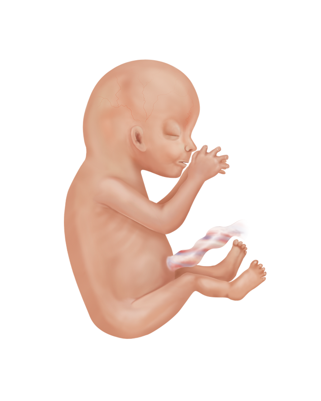 Baby development at week 18 | Learn more about the baby's development ...