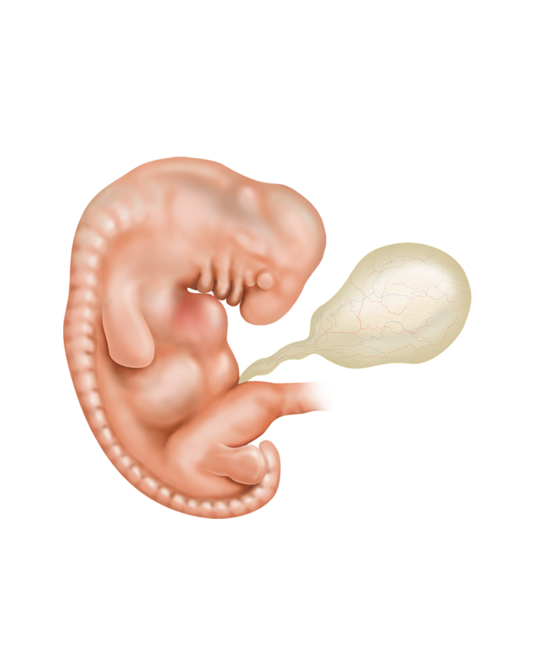 Baby development at week 7 | Learn more about the baby's development ...