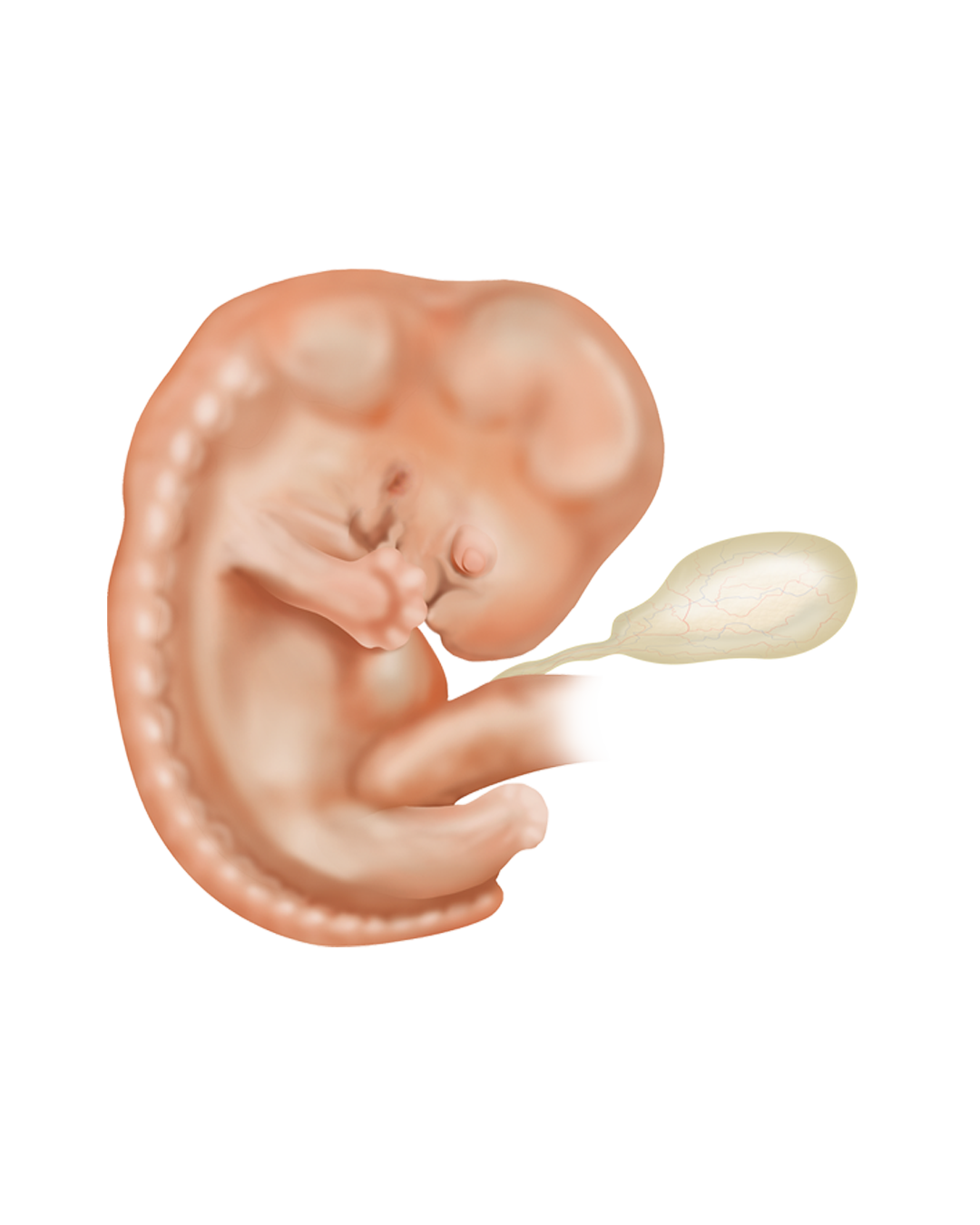 Baby development at week 8 | Learn more about the baby's development ...